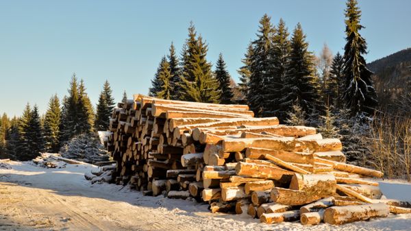 LumiForest Oy - Lumijoki - Metsäpalvelut - fonecta.fi